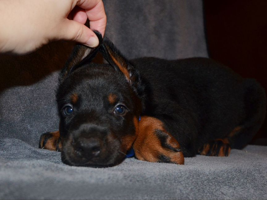 Щенки добермана