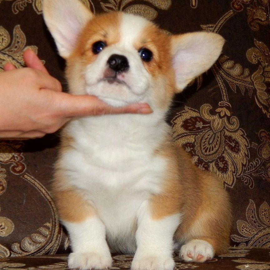 Вельш-корги пемброк девочка