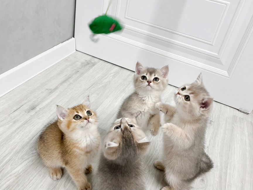 Британские котята золотая шиншилла