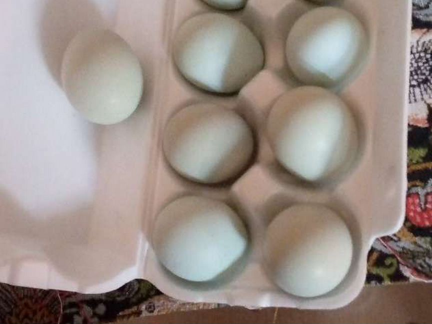 Яйцо. от кур амераукан
