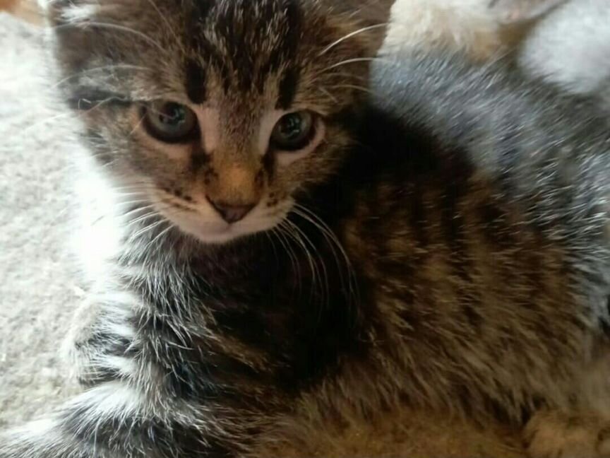 Ищем дом малышам котятам