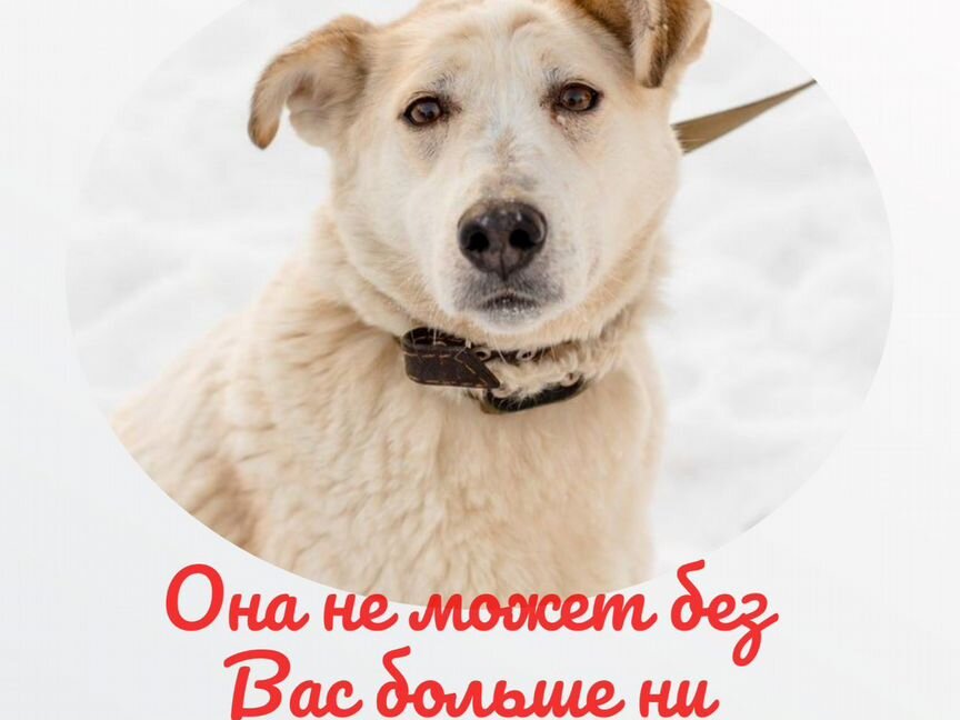 Пуша - собака бесплатно в добрые руки