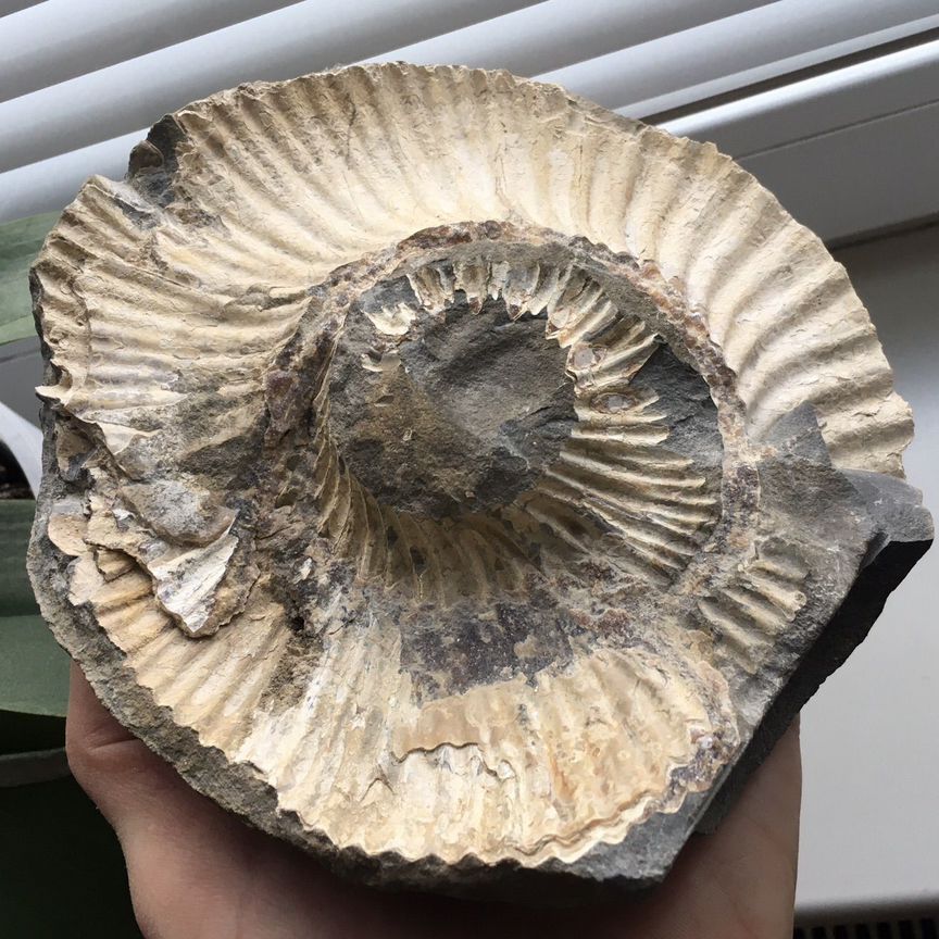 Контротпечаток аммонита 16,5 см