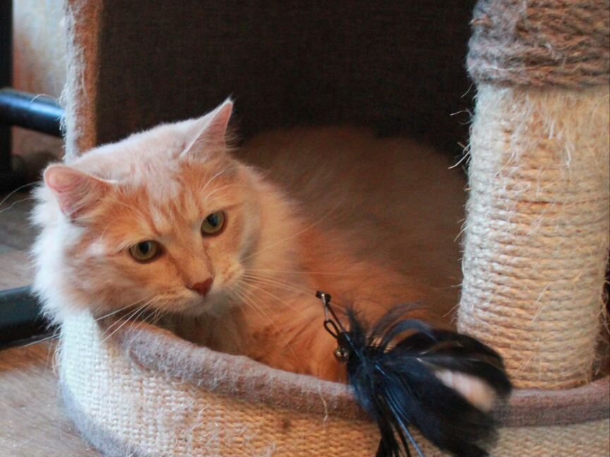 Кот в добрые руки