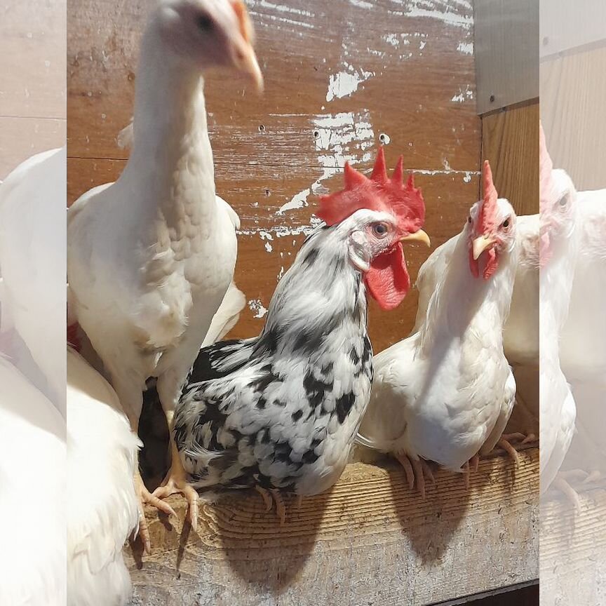 Петухи легорн