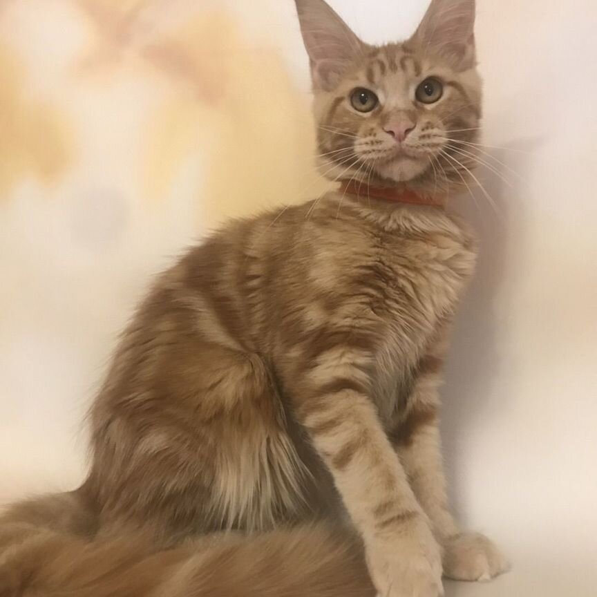 Кошечка мейн-кун с документами из питомника