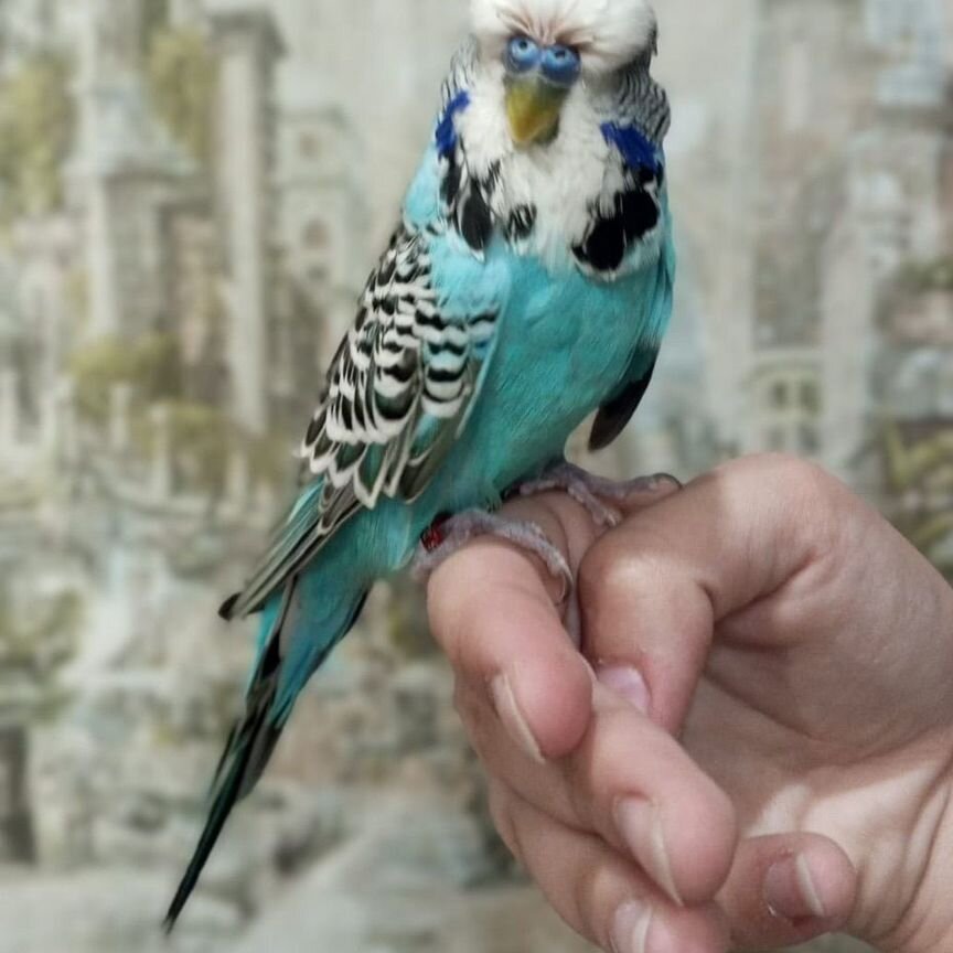 Самец ввп
