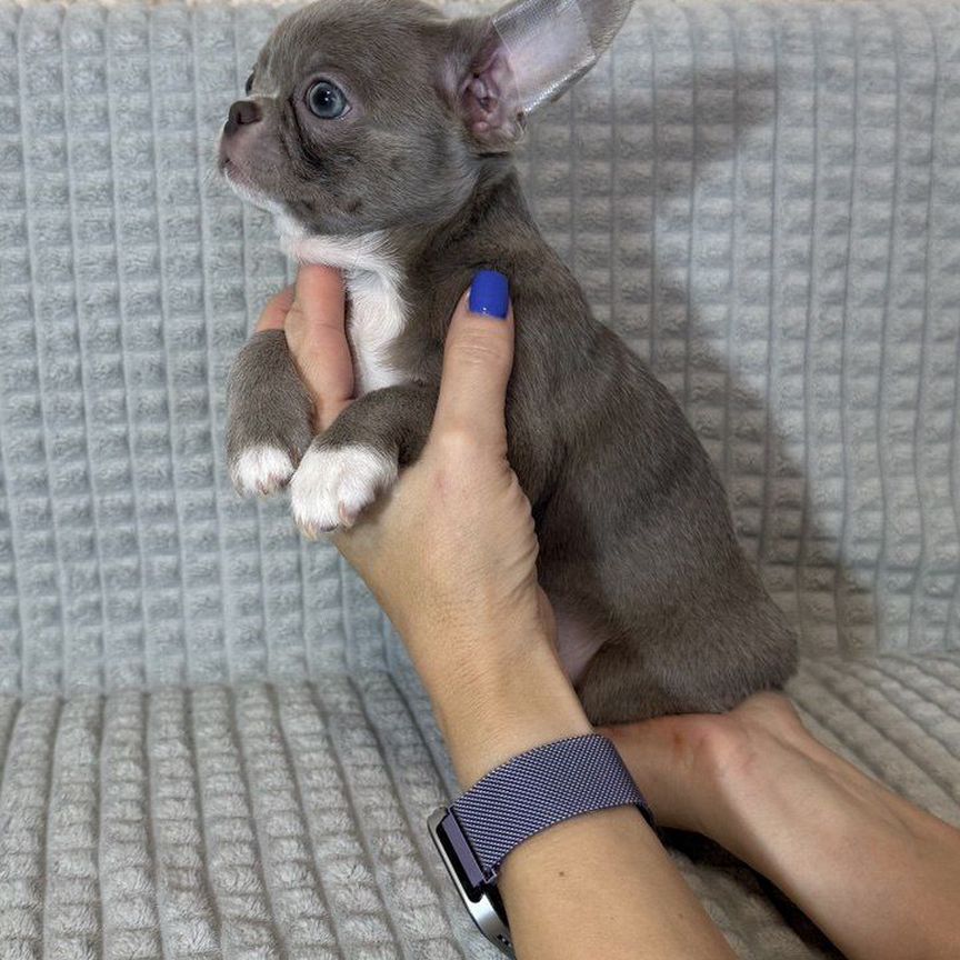 Чихуахуа, щенок