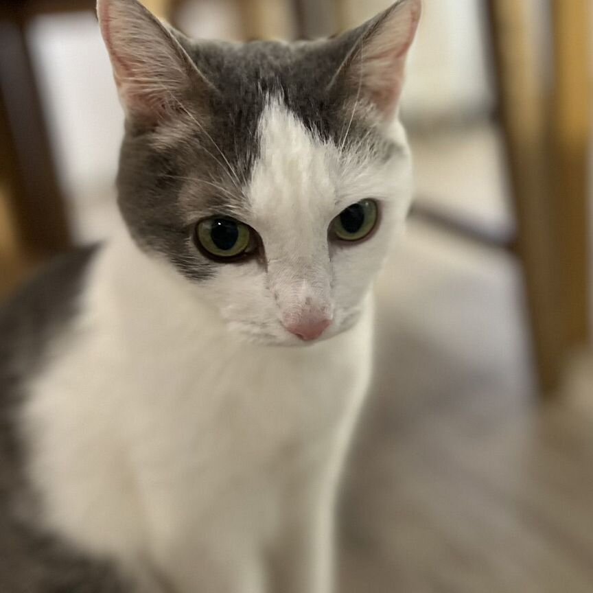 Кот Яша