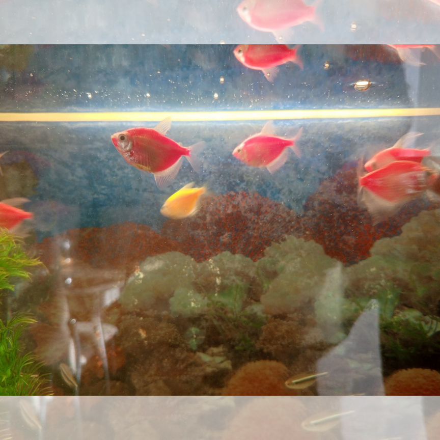 Аквариумные рыбки