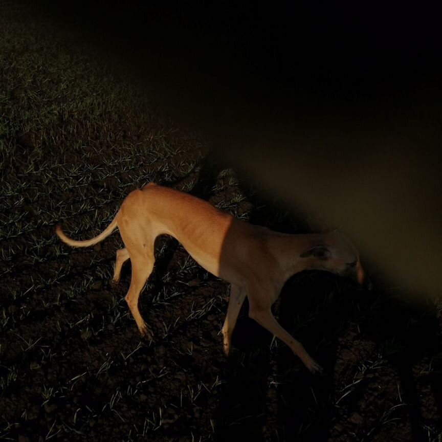 Хортая борзая