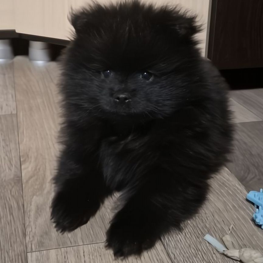 Немецкий шпиц, щенок