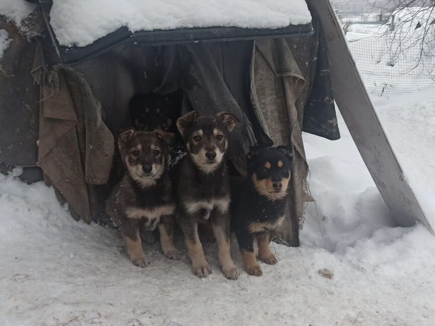 Чудесные щеночки