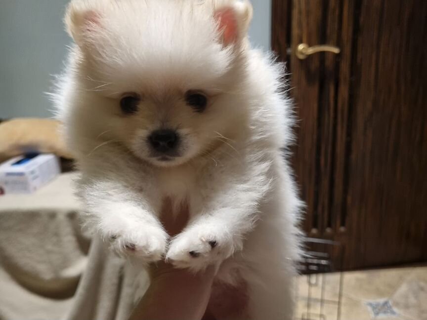 Щенки шпица