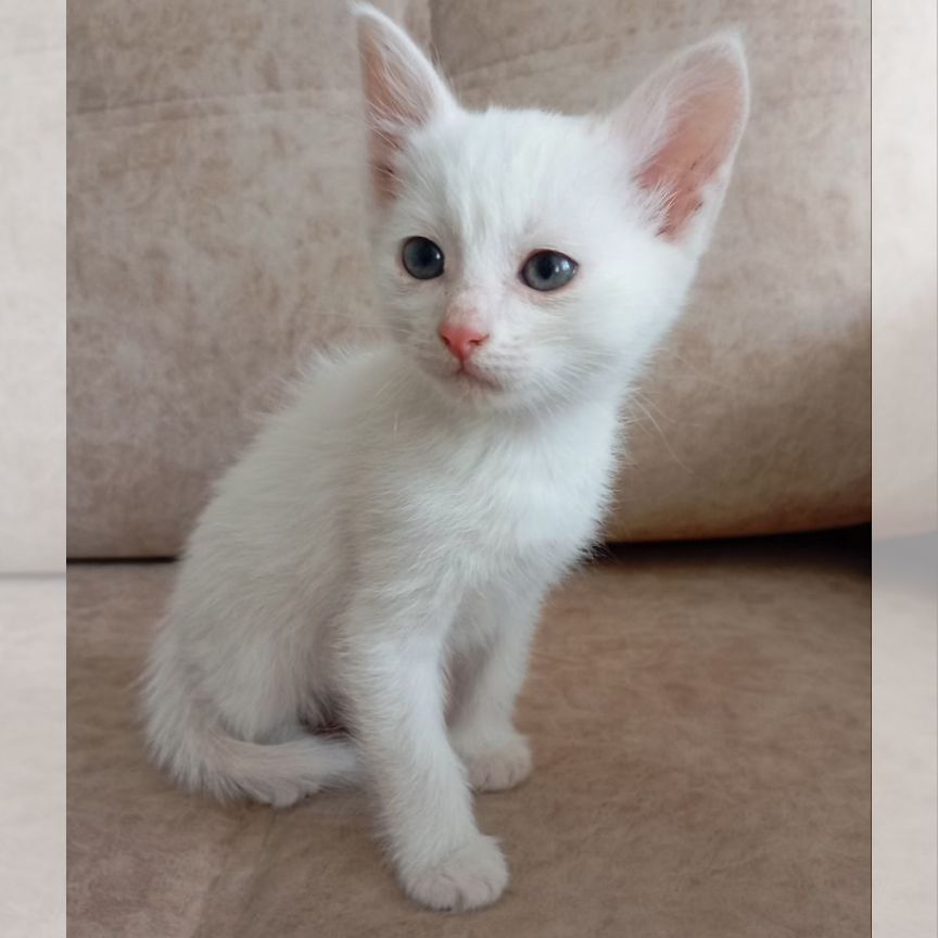 Котенок мальчик