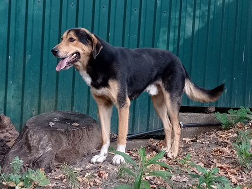 Охотничьи собаки, гончая, отдам в добрые руки