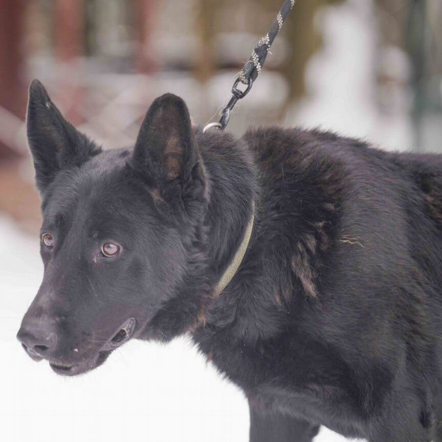 Немецкая овчарка, взрослый пёс
