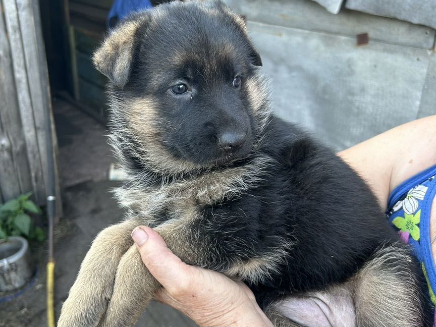 Кутята немецкой овчарки