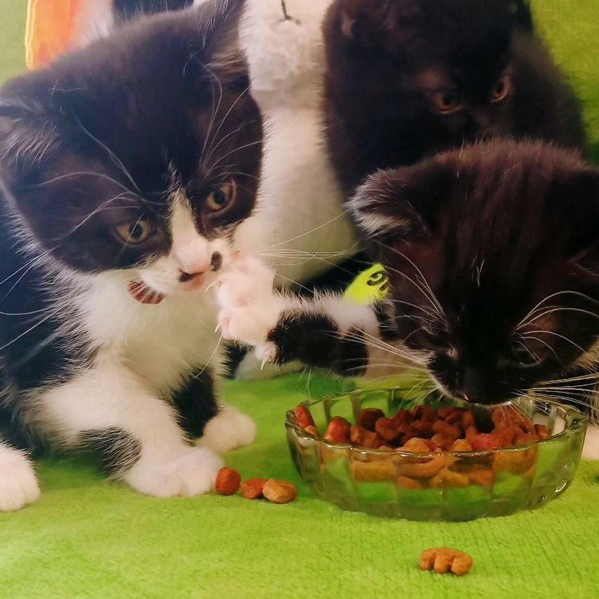 Котята в добрые руки