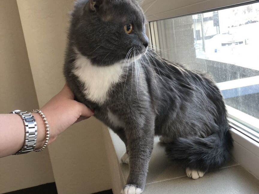 Кот дар бесплатно