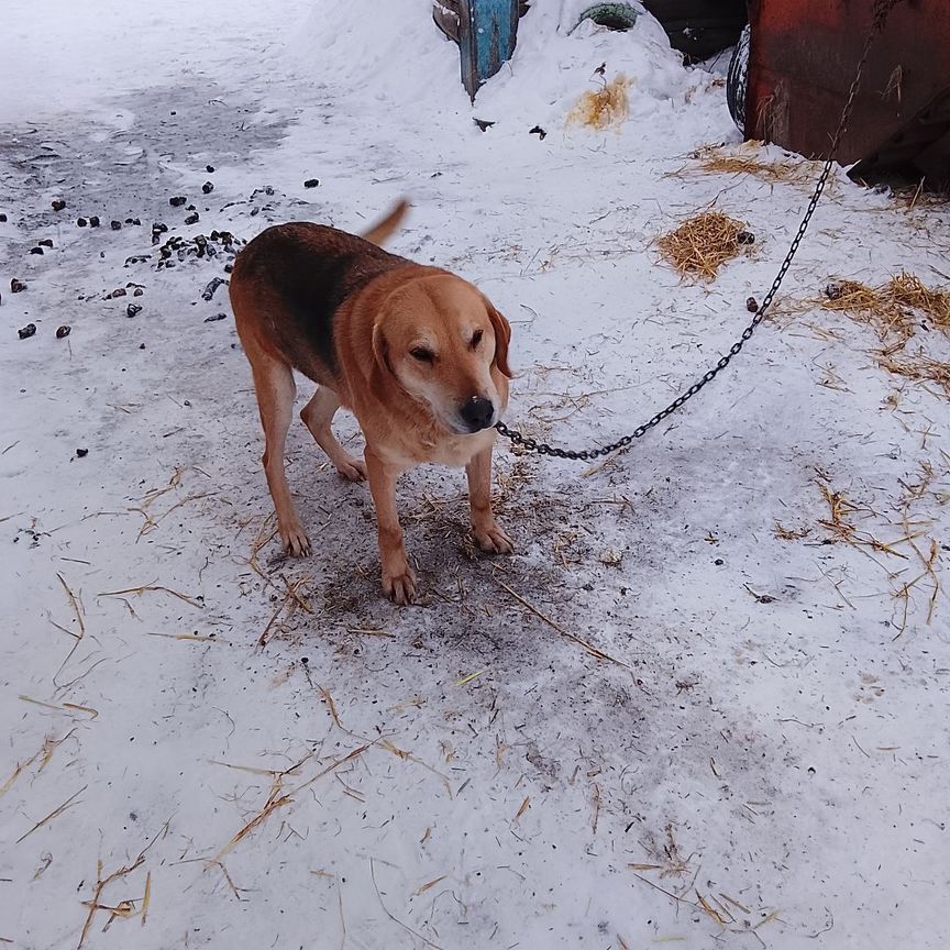 Русская гончая, взрослый пёс