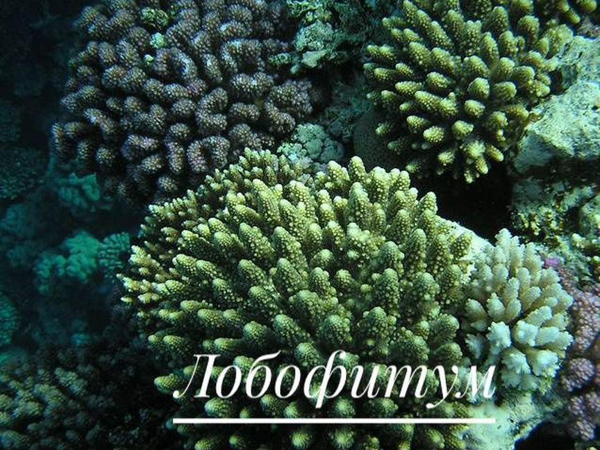 Лобофитум, S (морской коралл в наличии)