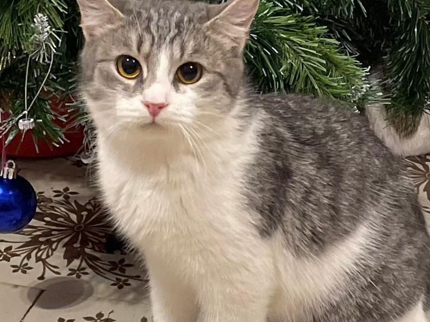 Котенок Булочка нежная трогательная ласковая в дар