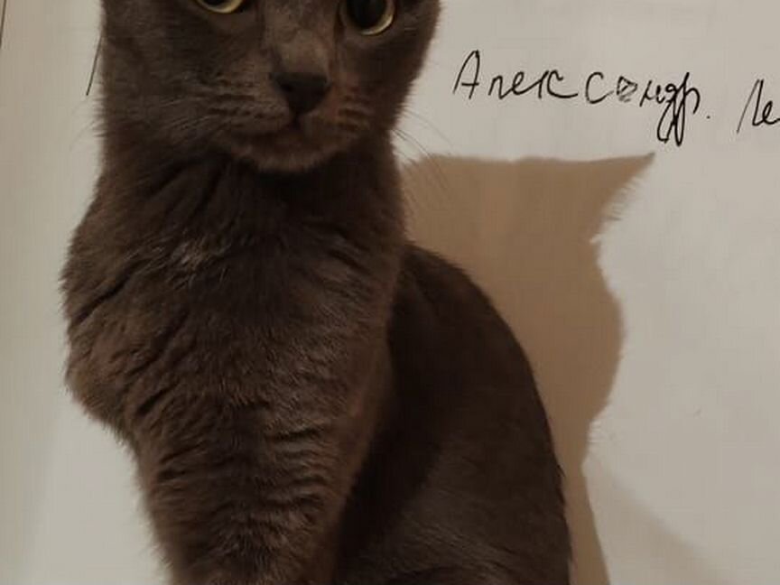 Британская кошка церый