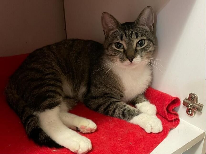 Европейский кот