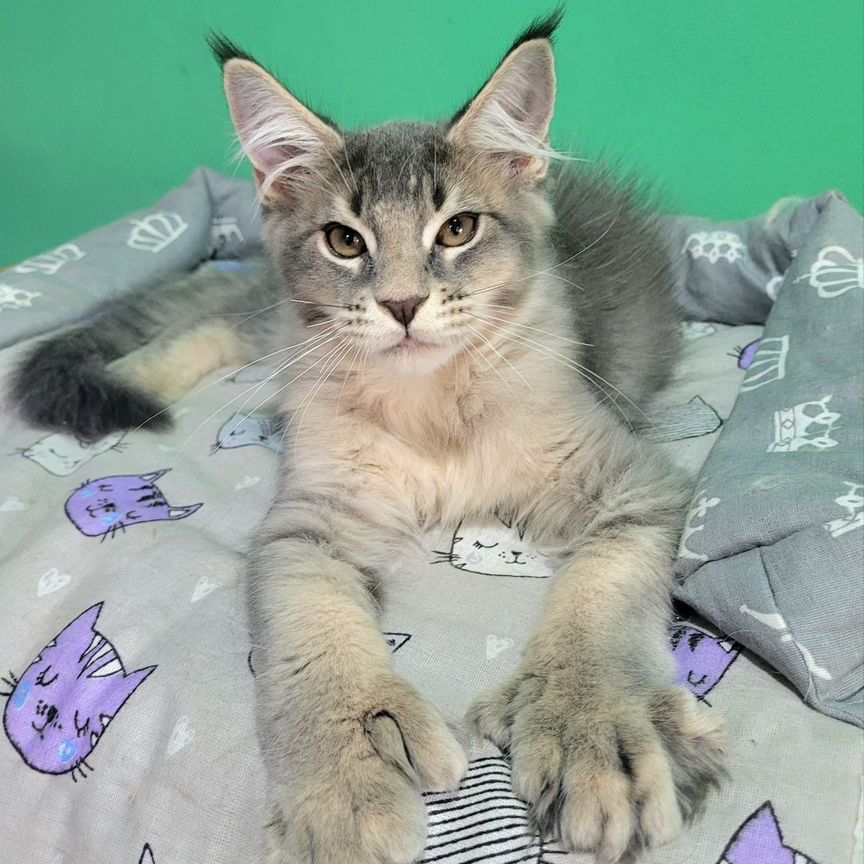 Мейн-кун полидакт