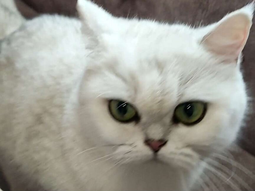 Британская шиншилла взрослая кошечка