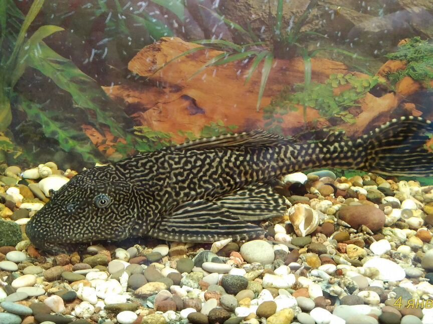 Сом парчовый