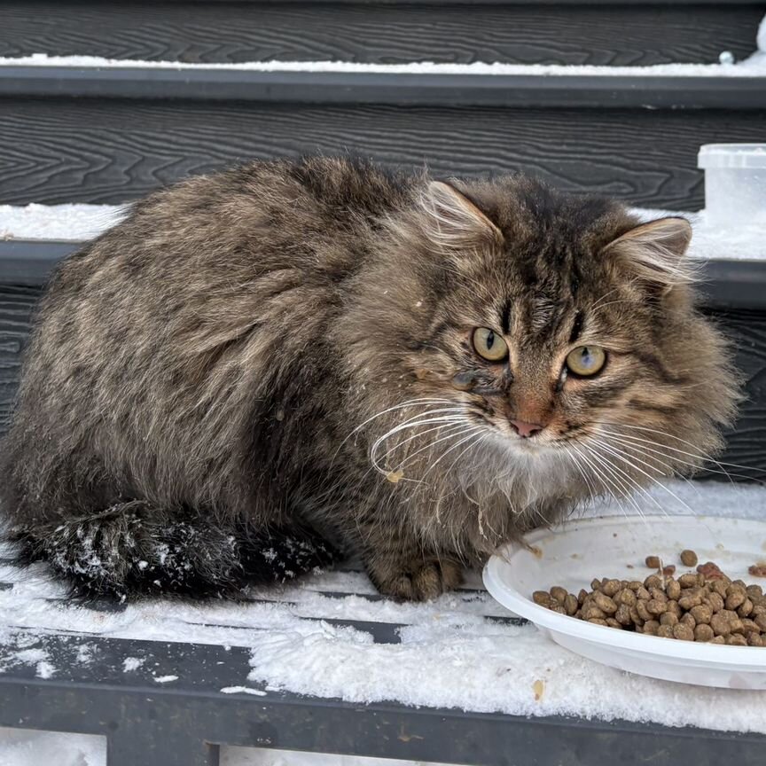 Взрослый кот в добрые руки