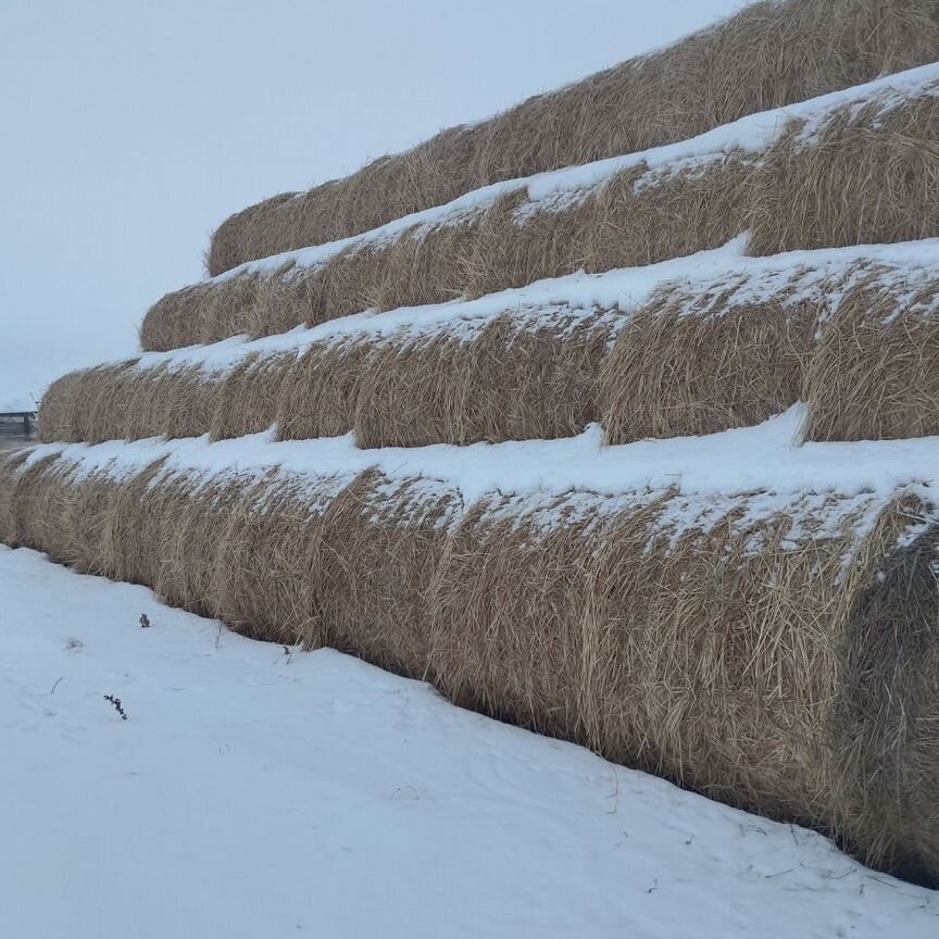 Сено в рулонах