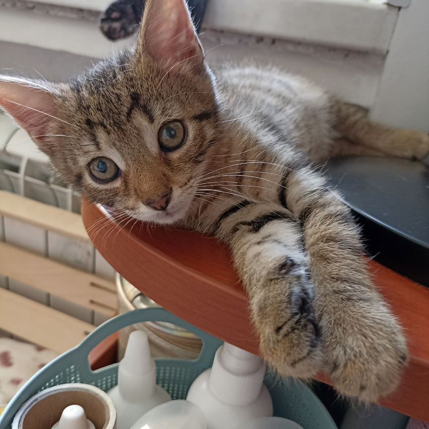Котенок