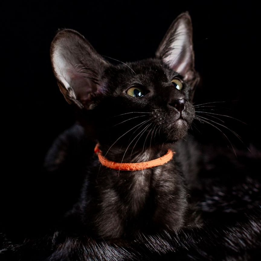 Ориентальные котята черные