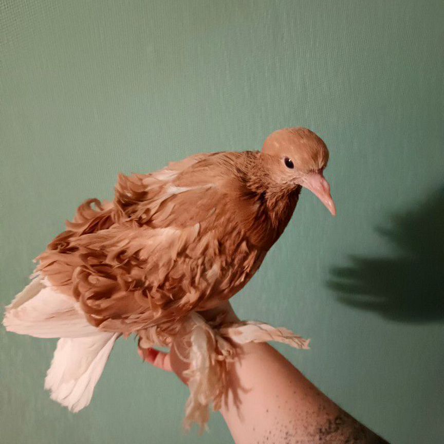 Голуби кучерявые декоративные