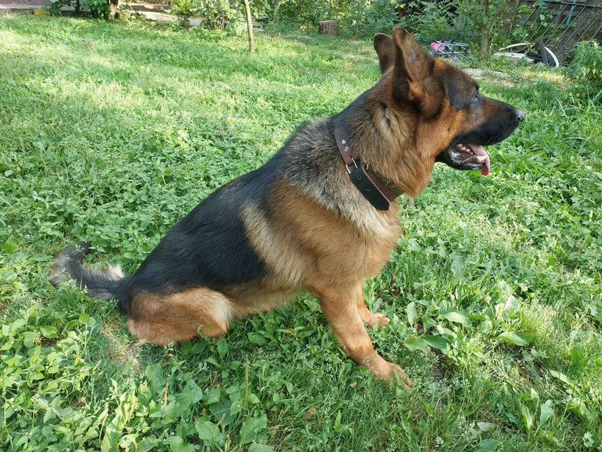 Вязка Немецкая овчарка кобель