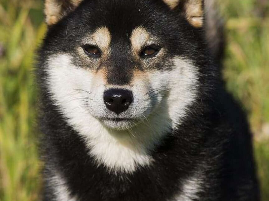 Щенки сиба ину (шиба)