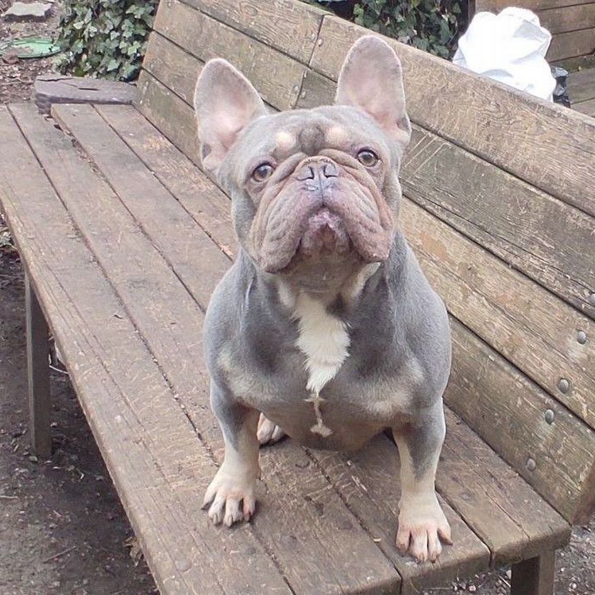 Кобели для вязок, есть щенки