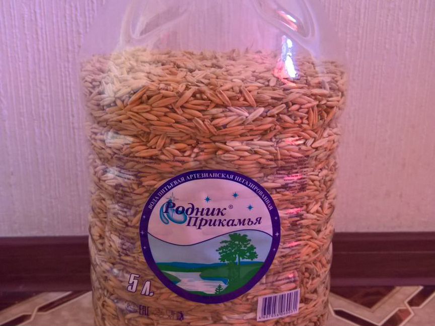 Овес в оболочке 5 л бутылка
