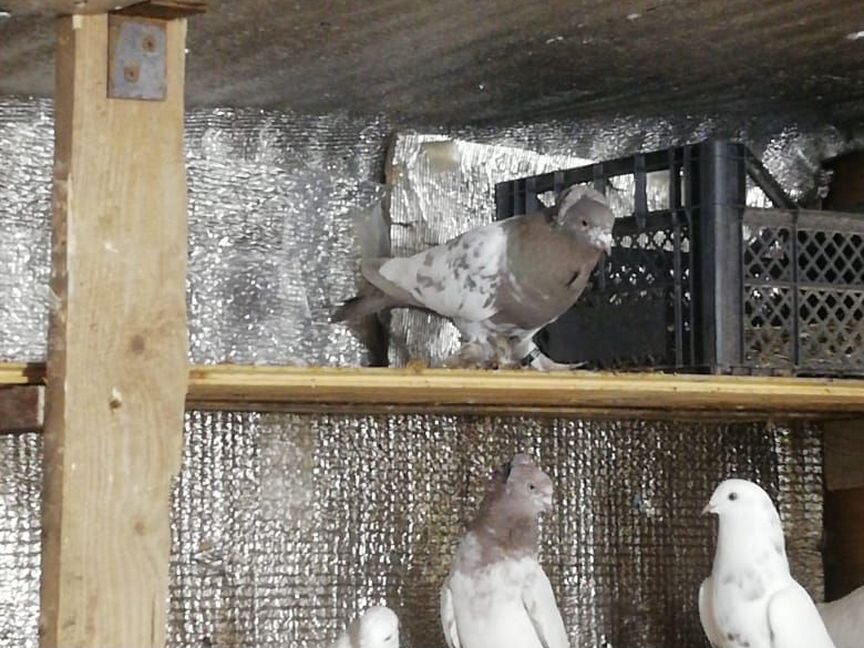 Продажа голубей Таджиски лалаки вок чинни