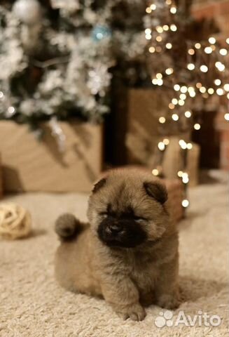 Милая малышка чау чау