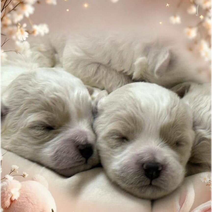 Бишон фризе, щенок