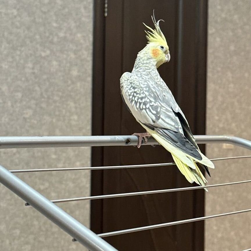 Попугай корелла с клеткой