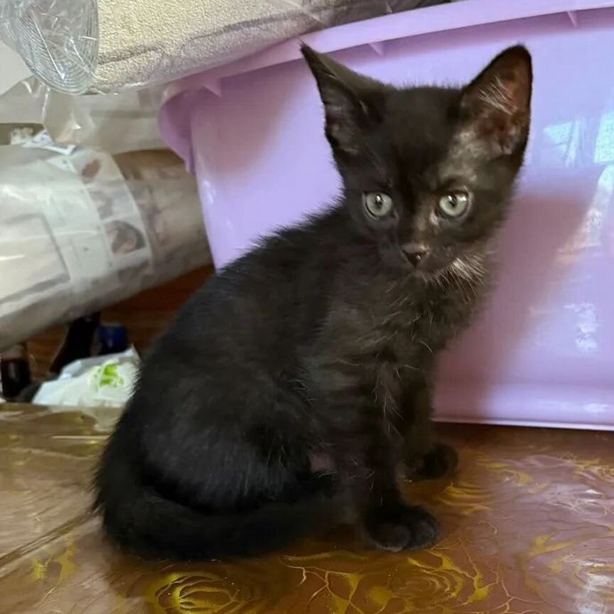Котёнок в добрые руки