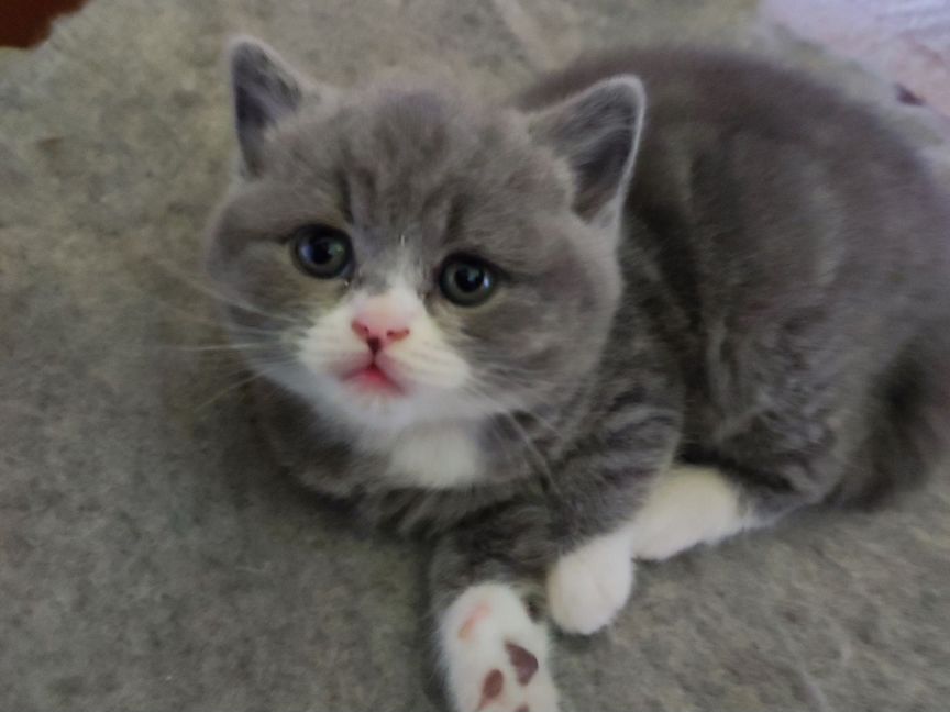 Британские котята