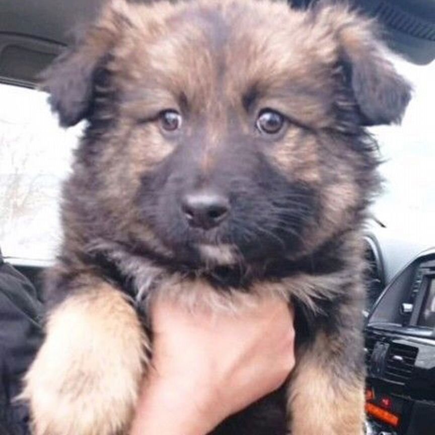 Метис овчарки 2 мес