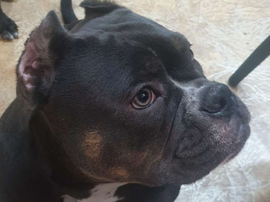 Собаки щенки