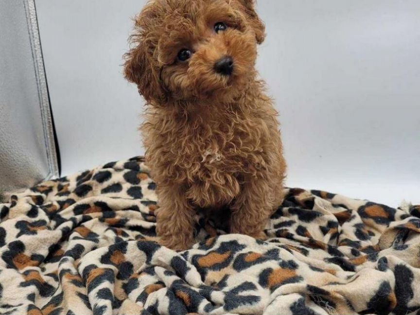 Щенки Мальтипу